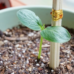 PATIO SNACKER CUCUMBER Seeds - Compact Container Cucumbers / Patio ...