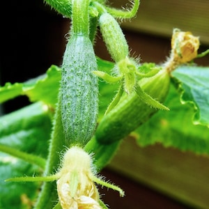 PATIO SNACKER CUCUMBER Seeds - Compact Container Cucumbers / Patio ...