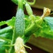 PATIO SNACKER CUCUMBER Seeds - Compact Container Cucumbers / Patio ...