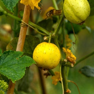 Heirloom Lemon Crystal Cucumber / Cucumis sativus / Garden Lemon ...