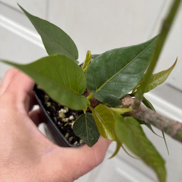 Pianta di ficus religiosa - Etsy Italia