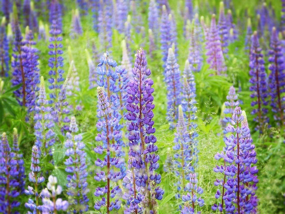Wild Perennial Lupin Seeds Lupinus / Lupine / Bluebonnet - Etsy
