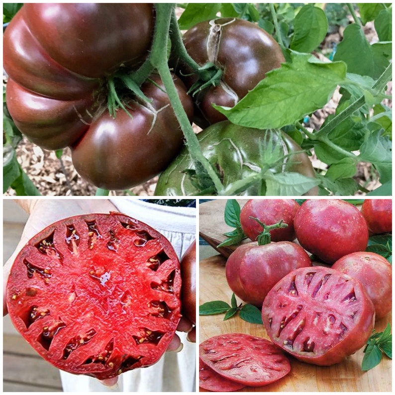CHEROKEE PURPLE Tomato Seeds Garden Heirloom / Traditional - Etsy Canada