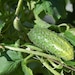 PATIO SNACKER CUCUMBER Seeds - Compact Container Cucumbers / Patio ...
