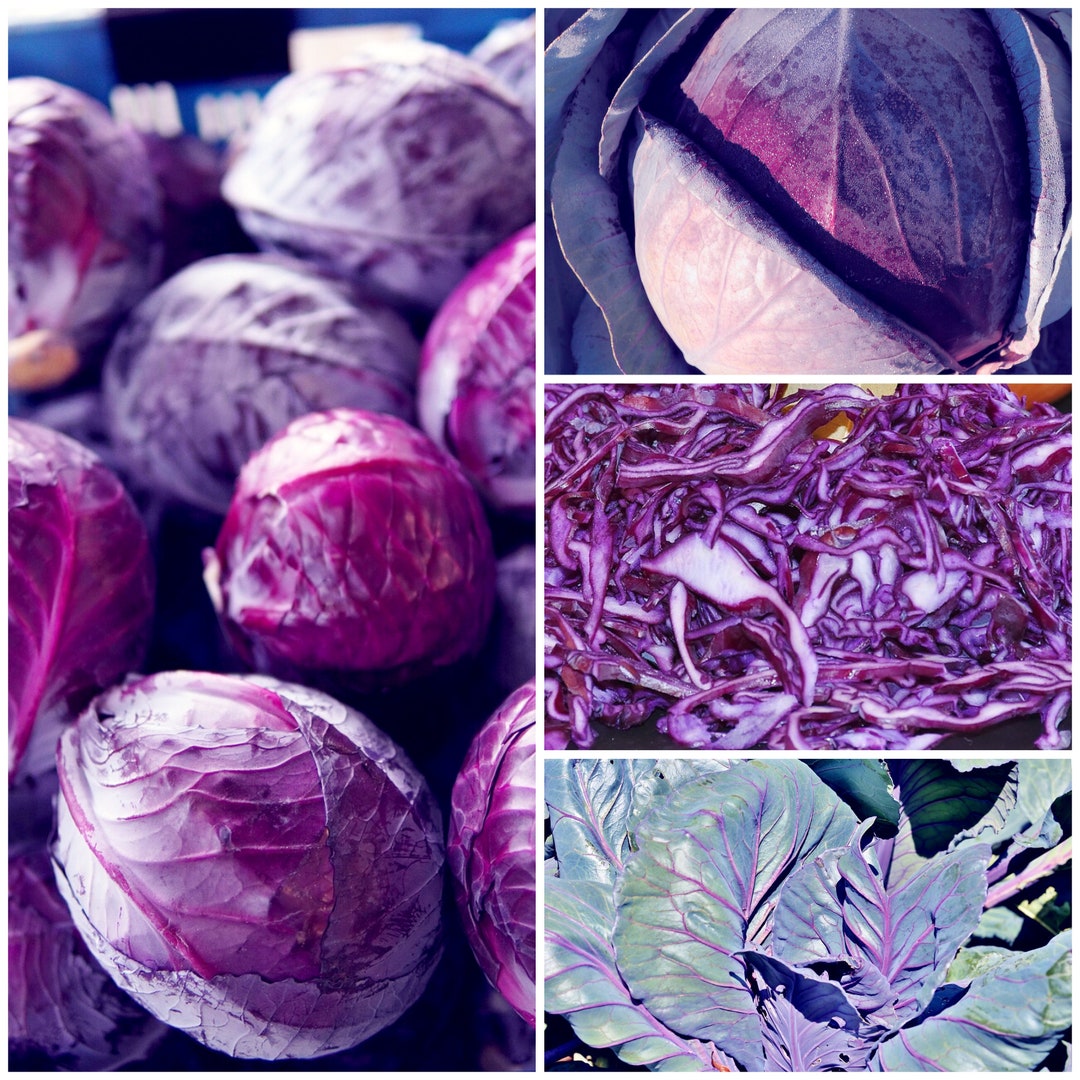 Heirloom Red Acre Cabbage Seeds - Compact Purple Red Cabbage / Good for ...