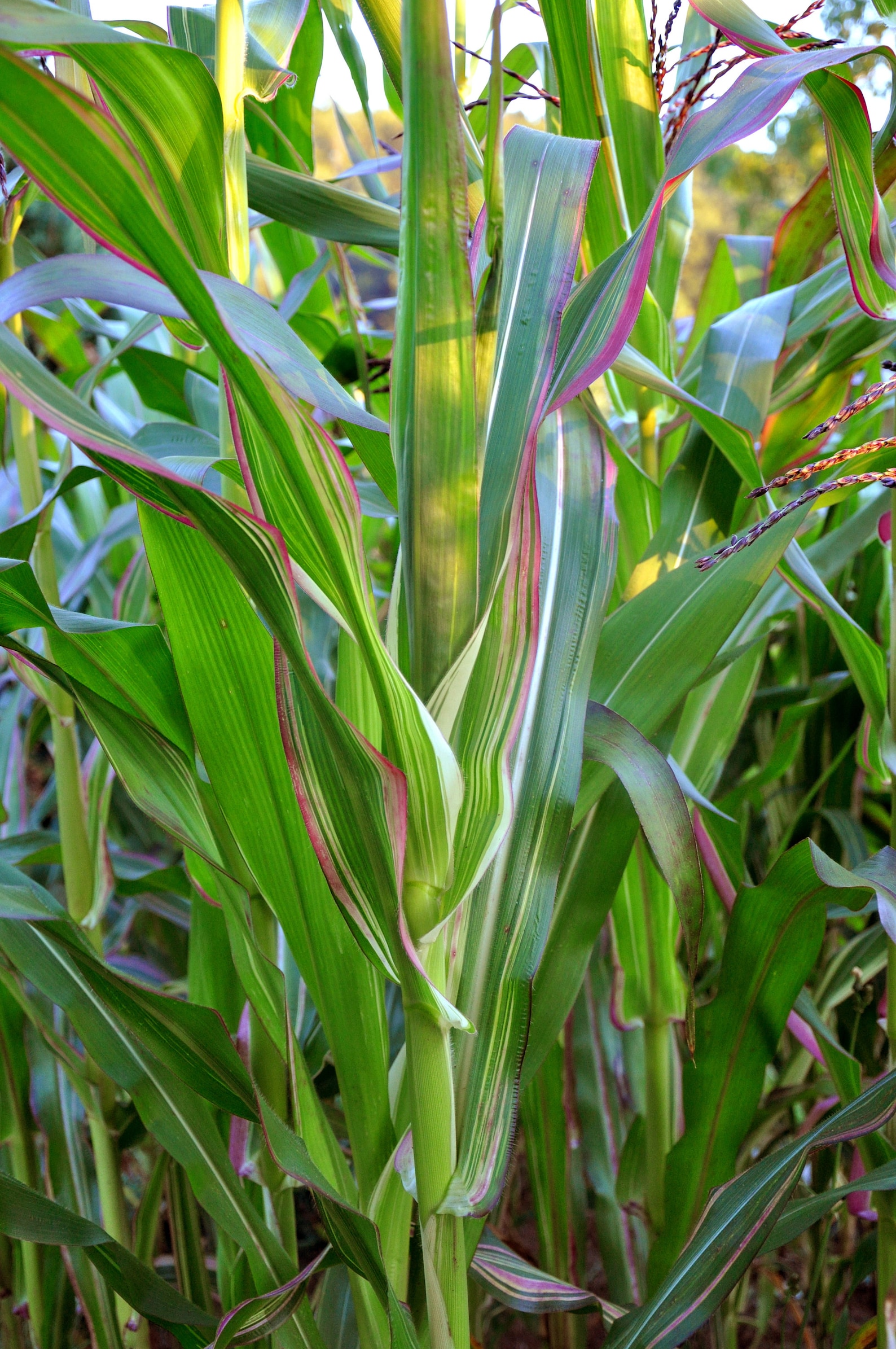 Japanese Pink Zebra Stripe Ornamental Corn Seeds - Japonica Striped ...