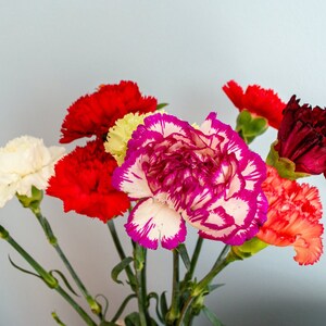 Carnation Bouquet Seeds - Dianthus Caryophyllus / PINK CLOVES / Long ...