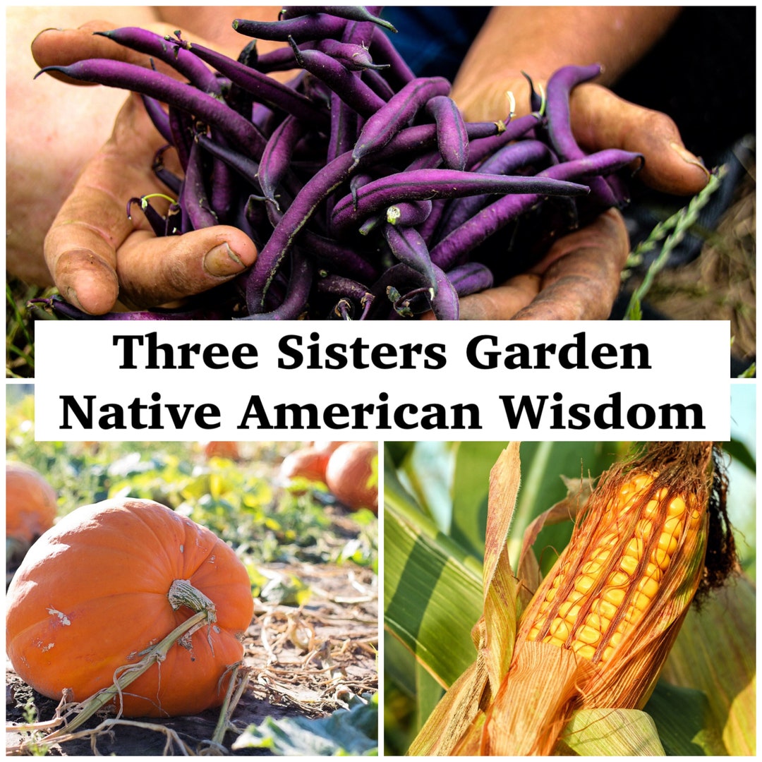 THREE SISTERS GARDEN Seed Kit - Native American Tribe Companion ...