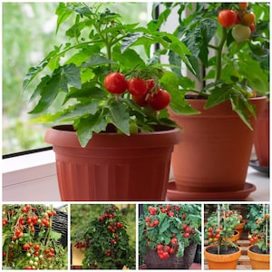 COMPACT CONTAINER Cherry Tomato Seeds - PATIO Tomatoes / Tiny Currant ...