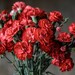 Carnation Bouquet Seeds - Dianthus Caryophyllus / PINK CLOVES / Long ...