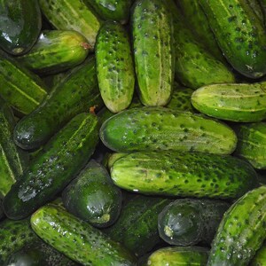 PATIO SNACKER CUCUMBER Seeds - Compact Container Cucumbers / Patio ...