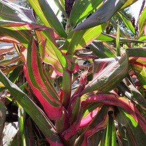 Japanese Pink Zebra Stripe Ornamental Corn Seeds - Japonica Striped ...