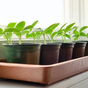 PATIO SNACKER CUCUMBER Seeds - Compact Container Cucumbers / Patio ...