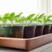 PATIO SNACKER CUCUMBER Seeds - Compact Container Cucumbers / Patio ...