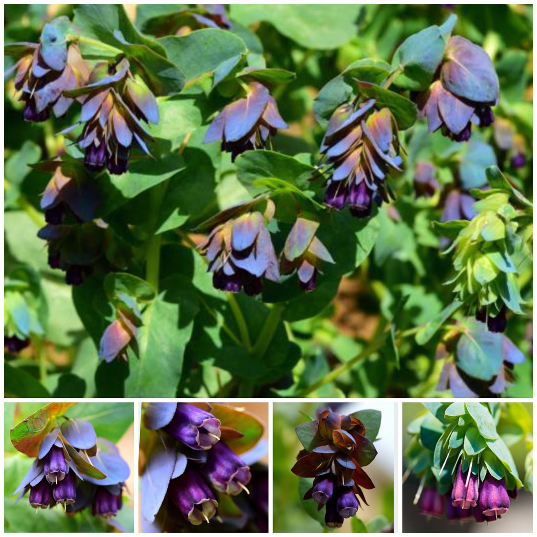 Buy Cerinthe Honey Blue Seeds Blue Shrimp / Honeywort Flower Seeds ...