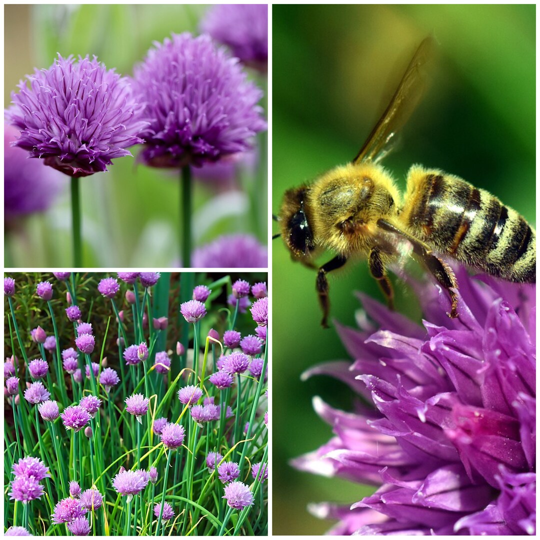 CHIVE HERB SEEDS - Allium / Perennial Garden Herb / Plant Seeds Only ...