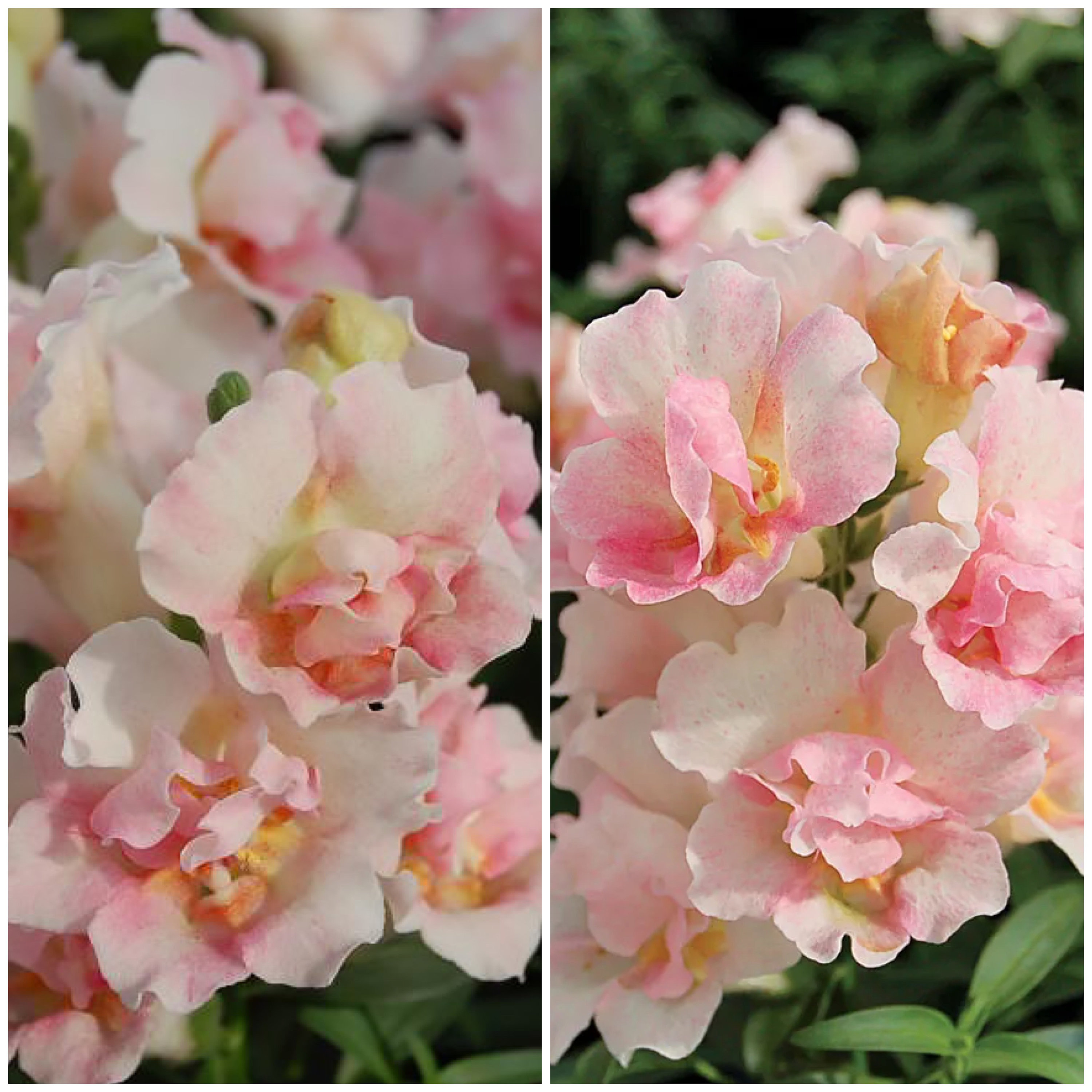 10+ Appleblossom BUTTERFLY SNAPDRAGON Seeds - Dwarf Double Azalea ...