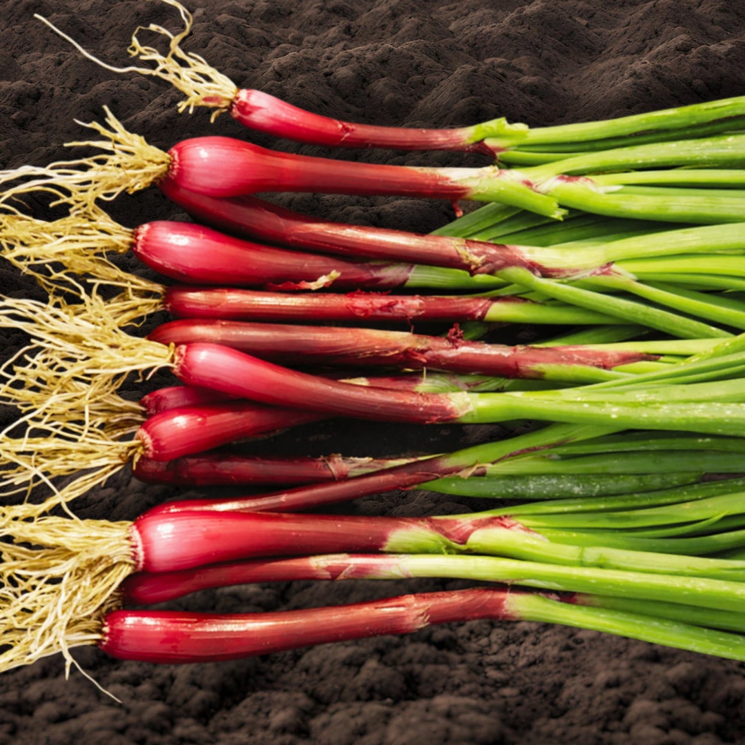 Welsh RED DRAGON BUNCHING Onion Seeds - Red Spring Onion / Non Bulbing ...