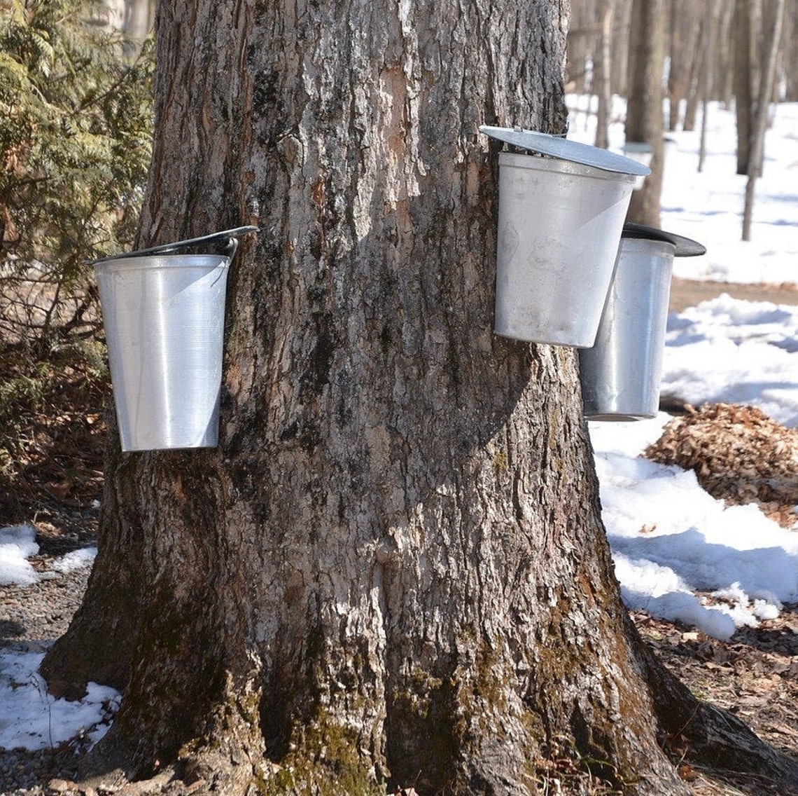 Maple Sugar Tree Samara Seeds Rock Maple Acer Saccharum | Etsy