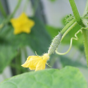 PATIO SNACKER CUCUMBER Seeds - Compact Container Cucumbers / Patio ...