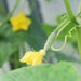 PATIO SNACKER CUCUMBER Seeds - Compact Container Cucumbers / Patio ...