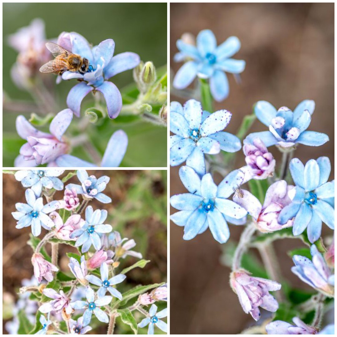 HEAVEN BLUE MILKWEED Tweedia Seeds - Rare Blue Milkweed / Blue Milkweed ...