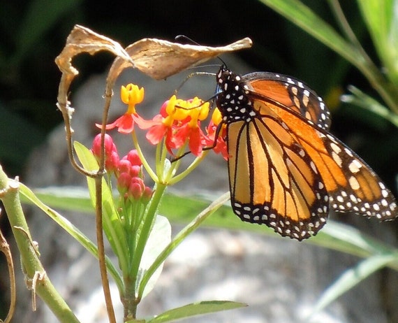 RED BUTTERFLY WEED Seeds Red Milkweed / Asclepias - Etsy Canada