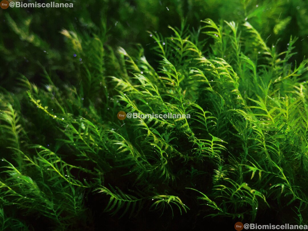 2x2 Inch Portion Phoenix Moss fissidens Fontanus - Etsy