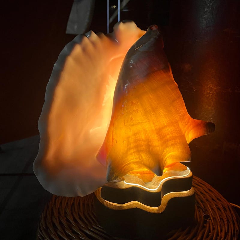 Conch Shell Lamp - Etsy