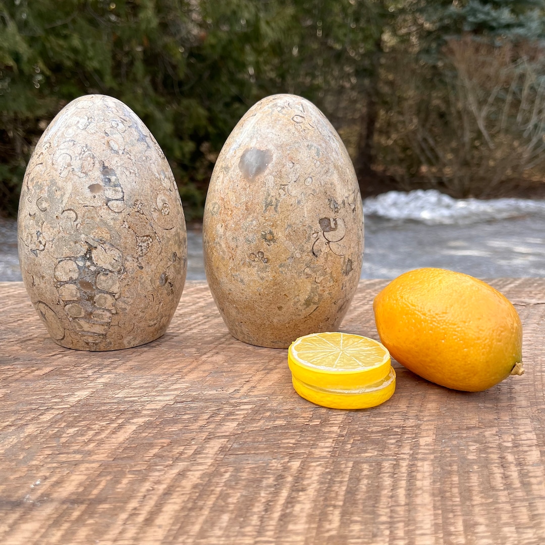 Pair of Polished Egg Shaped Fossil Stone Bookends, Office Decor ...