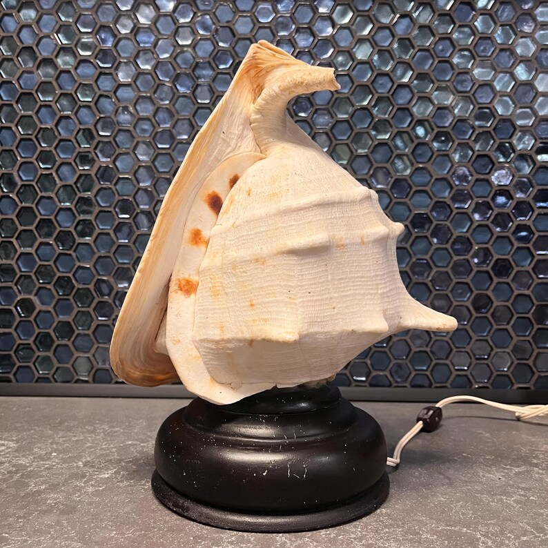 Large 1950s King Helmet Conch Shell Table Lamp, Curiosity, Lounge ...