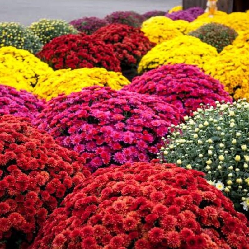 Megand Mums - Etsy Canada