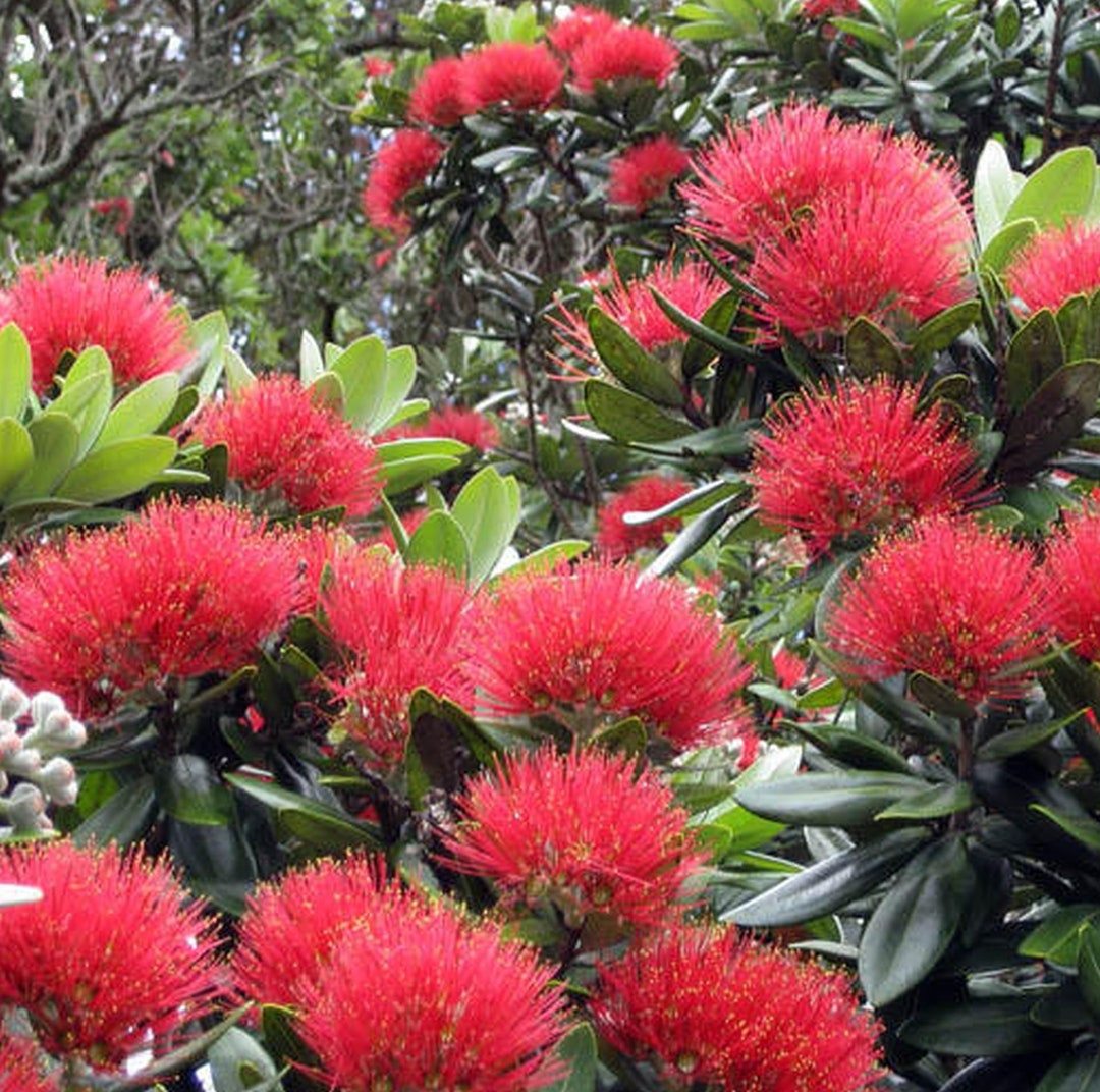 Metrosideros excelsa 350 graines - Etsy France