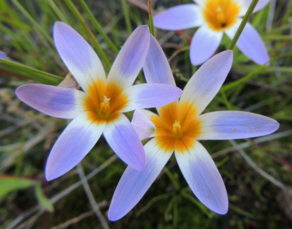 Romulea tabularis 15 seeds Home & Hobby Gardening & Plants Seeds etna ...