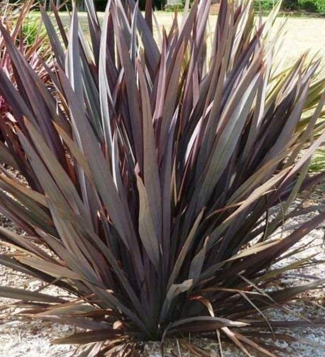 Phormium tenax purpureum 30 graines - Etsy France