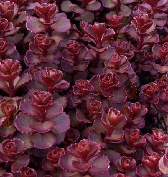 Sedum Spurium Voodoo