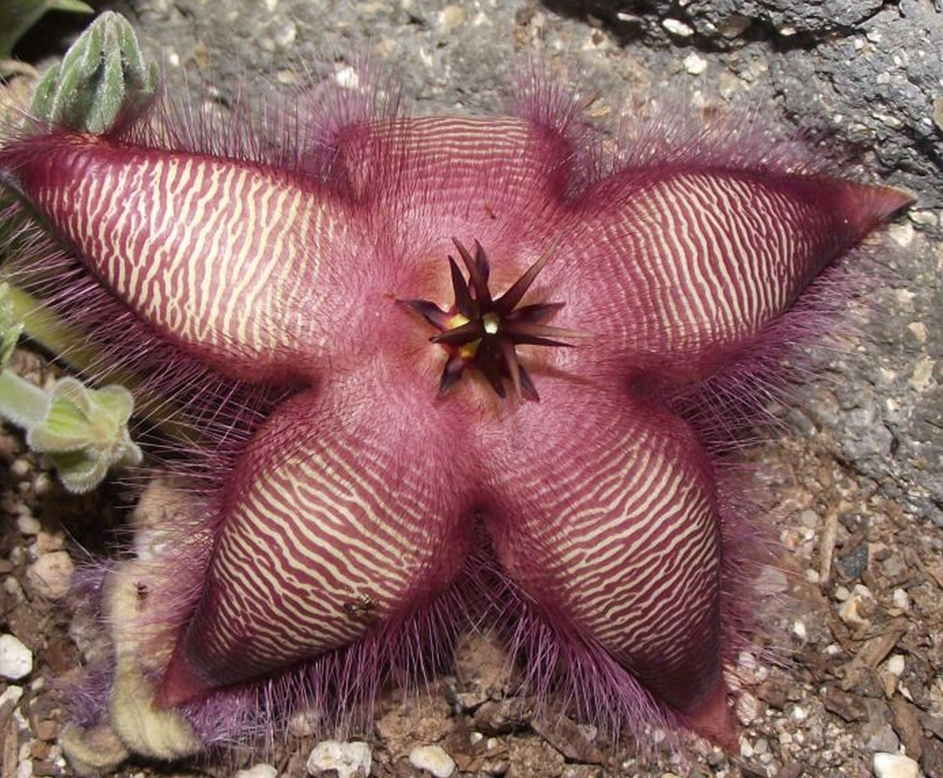 Stapelia hirsuta 15 seeds | Etsy
