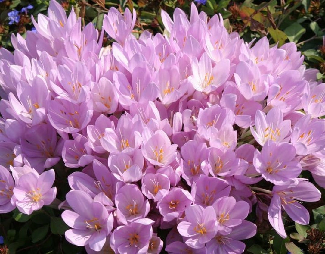 Colchicum Autumnale 25 Samen - Etsy.de