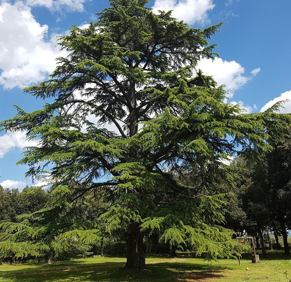 Cedrus deodara 25 seeds | Etsy