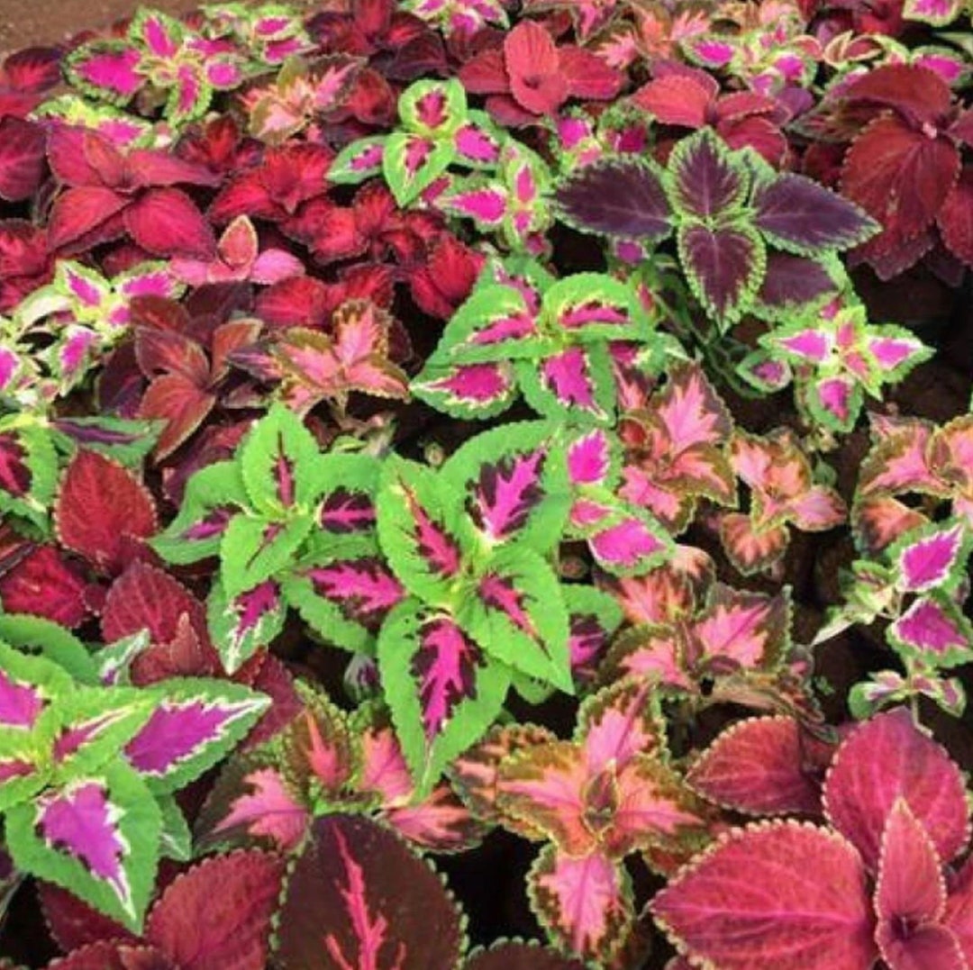 400 Samen Coleus blumei Rainbow Mix - Etsy.de