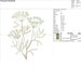Yarrow Flower Machine Embroidery Wild Flowers Floral Botanical Garden ...