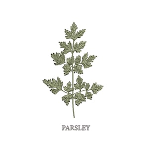 Herbs for Machine Embroidery Floral Botanical Thymes Rosemary Sage ...
