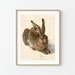 Young Hare by Albrecht Durer Vintage Rabbit Painting - Etsy