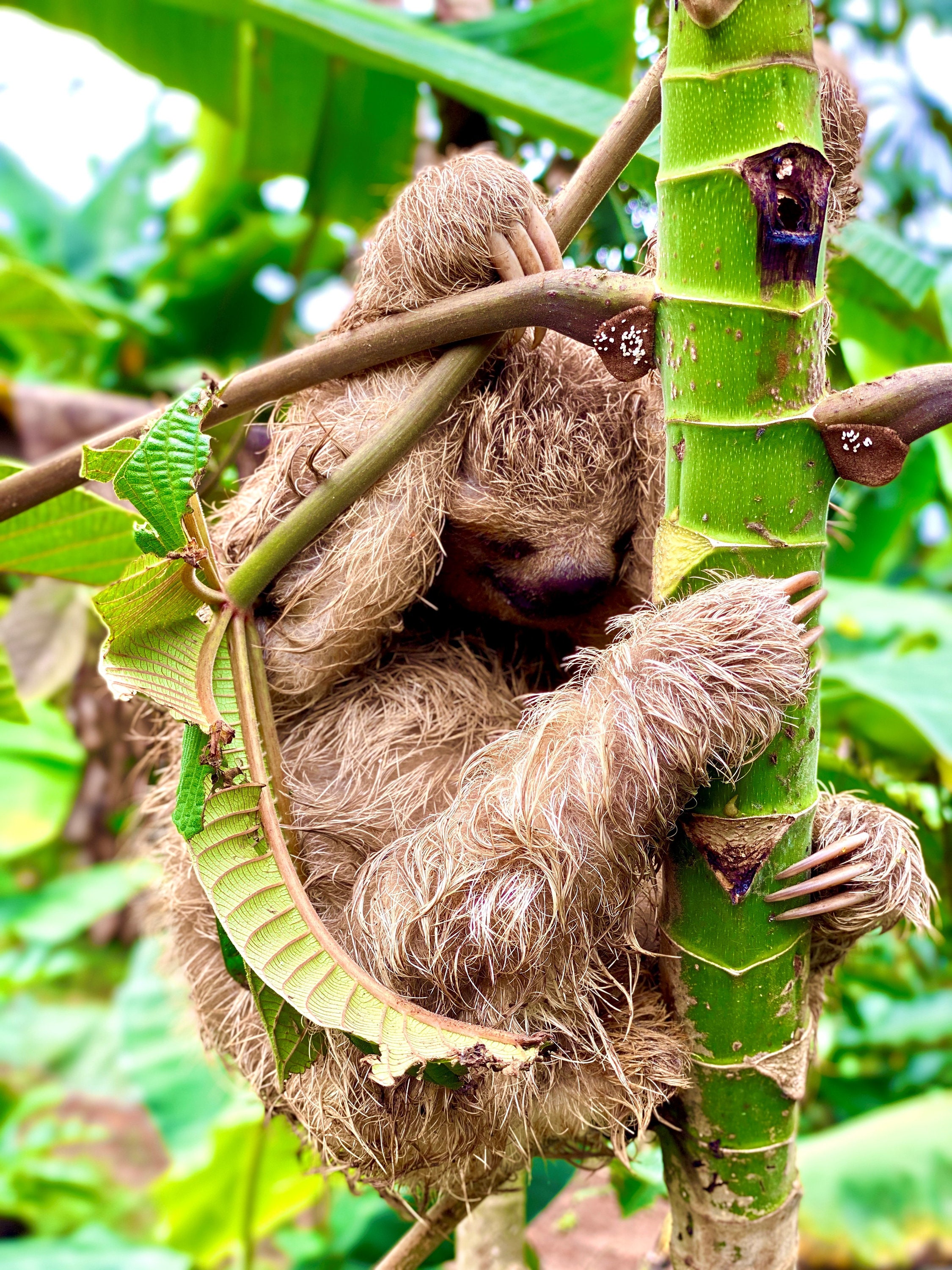 Costa Rican - Sloth - Etsy
