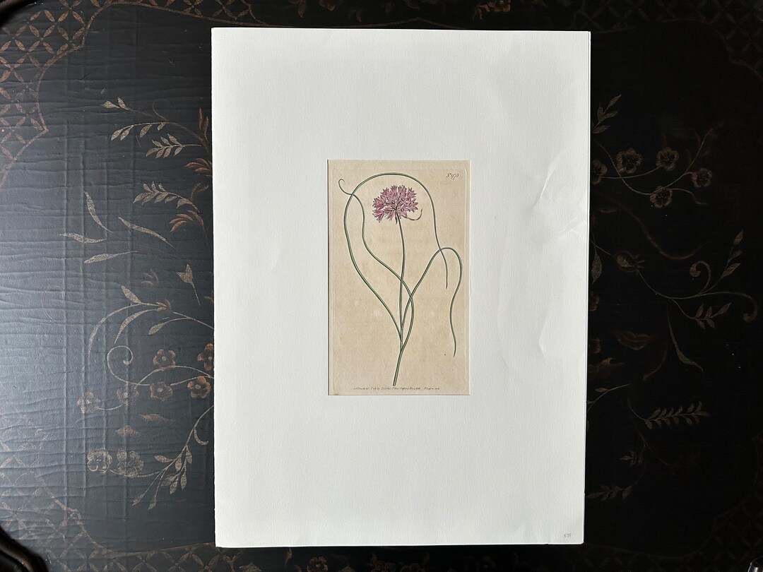 Antique Copperplate Engraving of a Purple Flower, Hand Colored; 19th ...