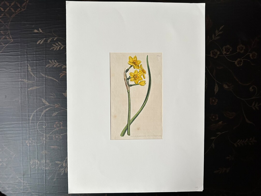 Antique Copperplate Engraving of Daffodil, Hand Colored; 19th Century ...