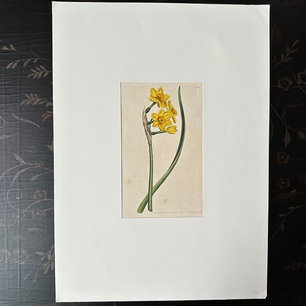 Antique Daffodil Print - Etsy