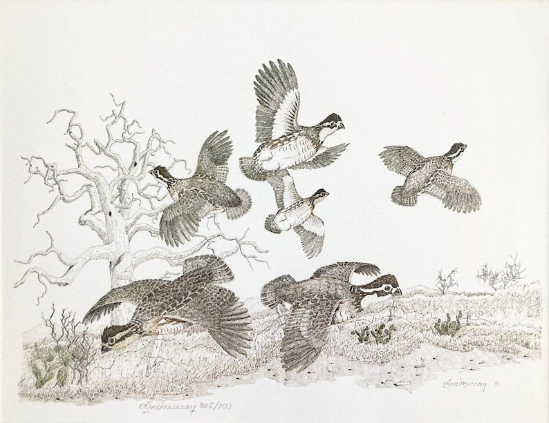 GENE MURRAY quails Lithograph Signed 22X18 Print 1977 - Etsy