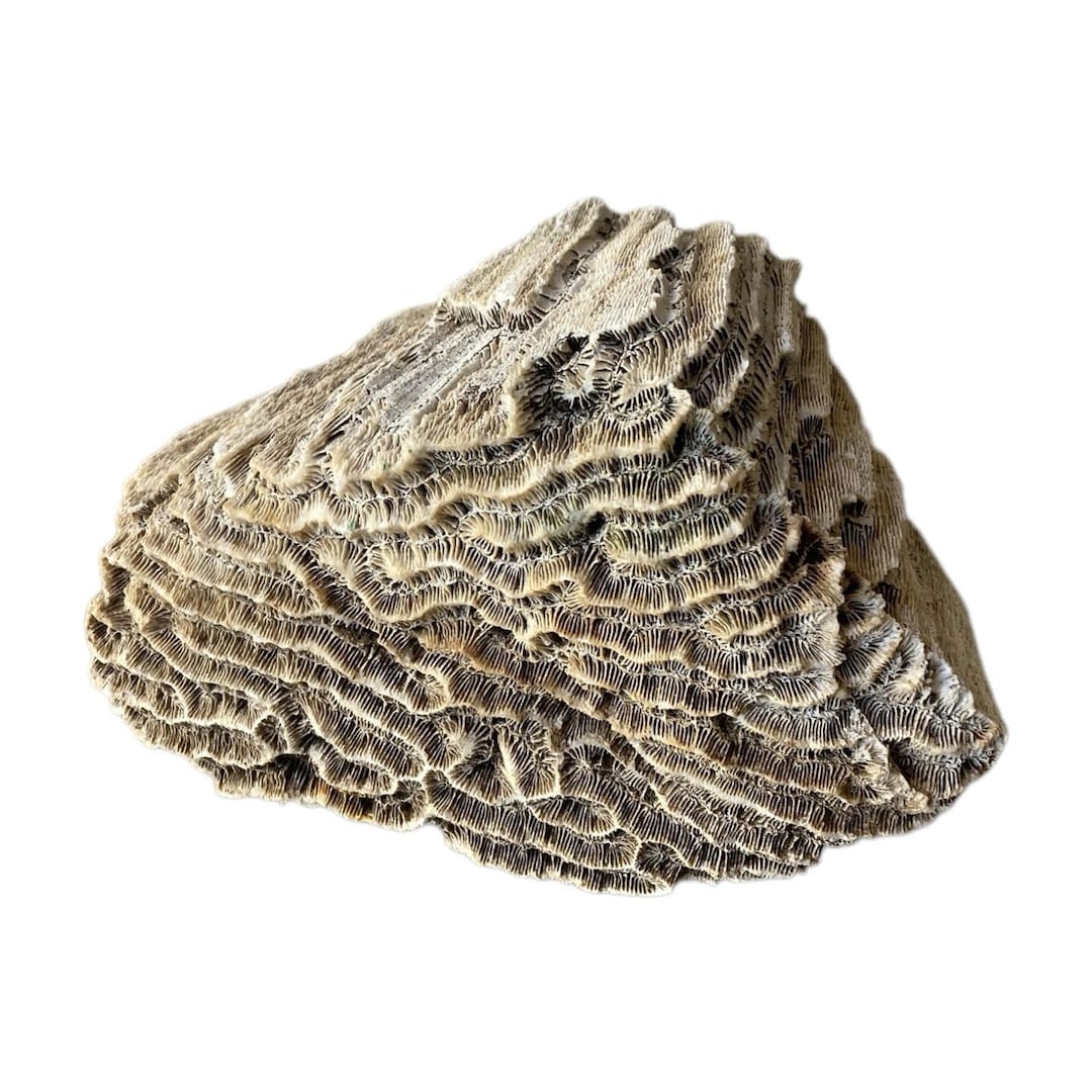 7.7lbs Large Fossilized Ribbed Brian Coral Specimen 9” Aquatic or Lawn ...