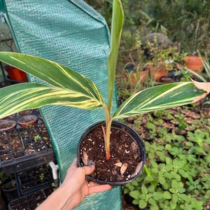 Variegated Shell Ginger - Etsy